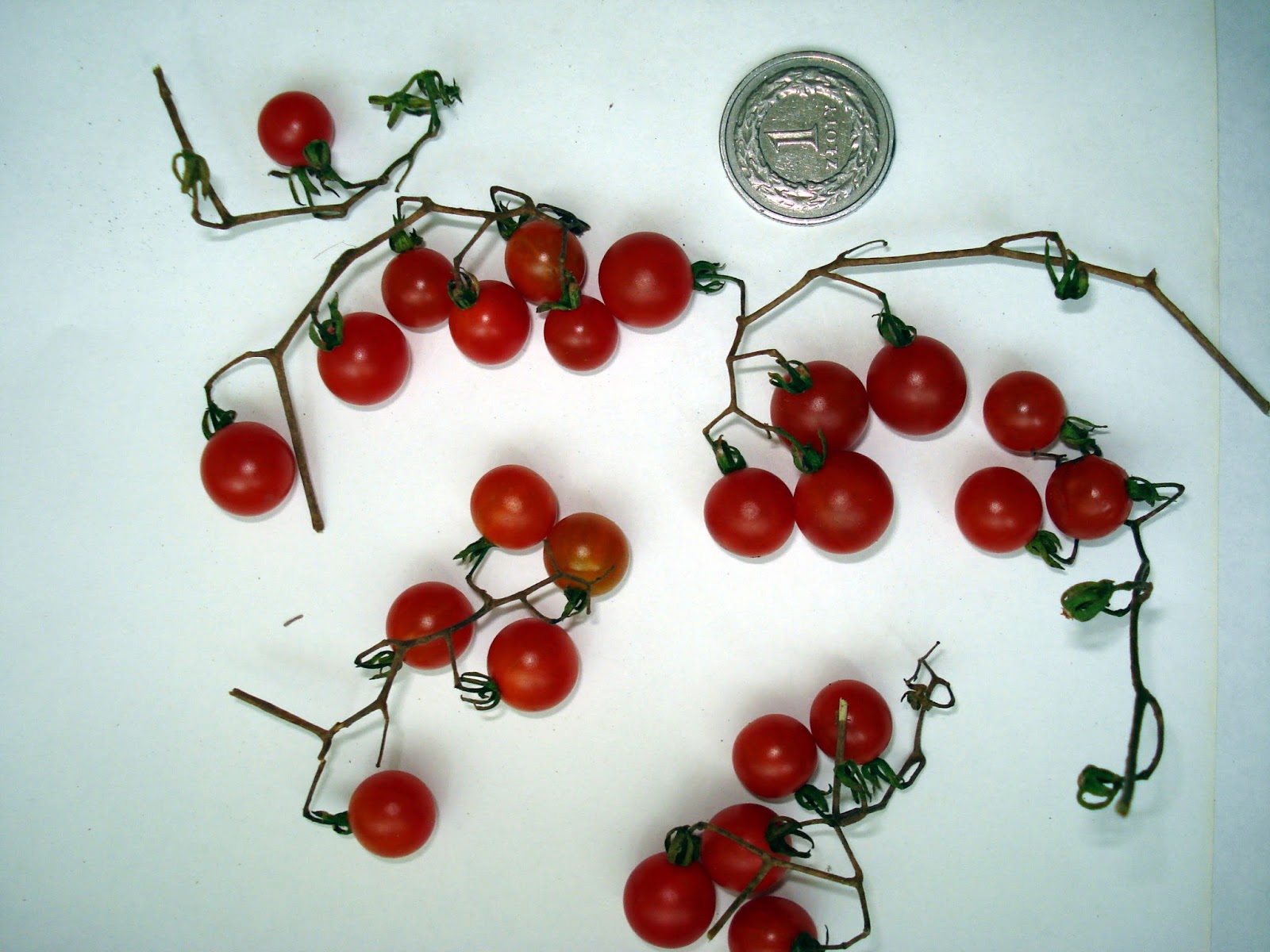 Scirpidiella's Plants: Wild Tomato species (Lycopersicon spp.)