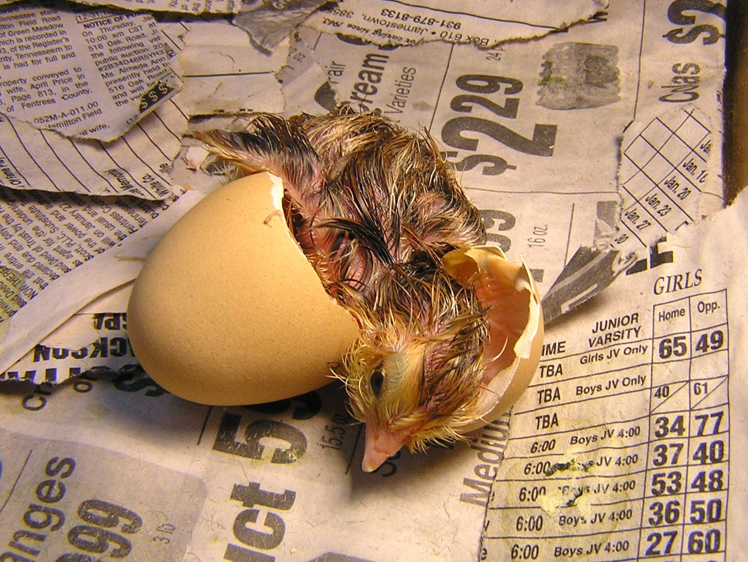 The Tennessee Walkers: Hatching Chicks