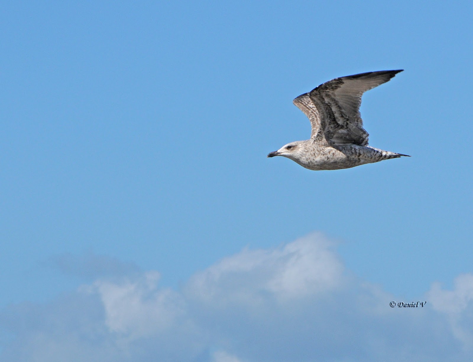 Les oiseaux du 27: Le goéland marin, larus marinus