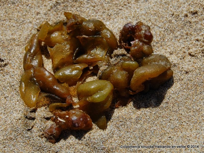 Hablando en verde: Colpomenia sinuosa