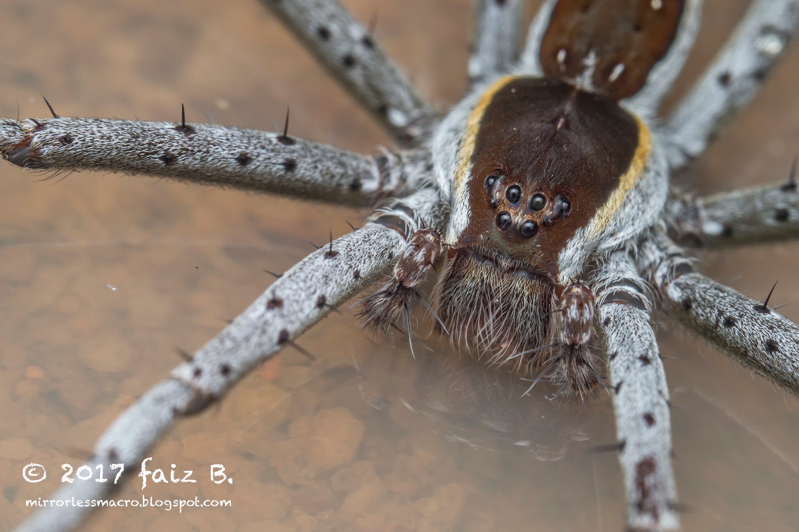 Mirrorless Macro Photography: Selection of Spiders from 2017!