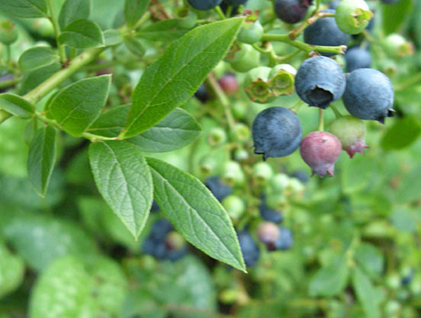 Pomi fructiferi si Arbusti - Material saditor: Cultura afinului de camp