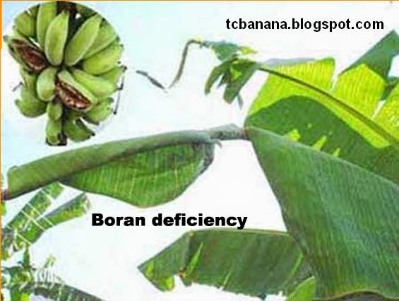 Boron (B) deficiency symptoms ~ Tissue Culture Banana