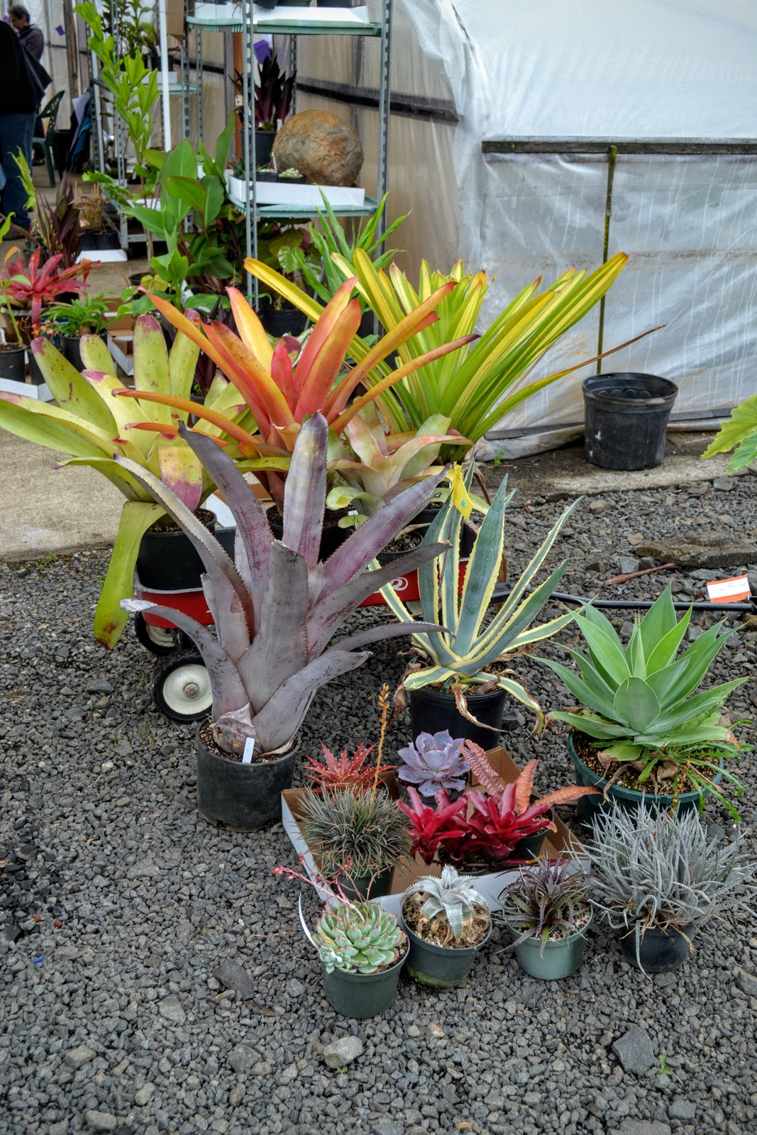 The Outlaw Gardener: Rare Plant Research Open House 2016