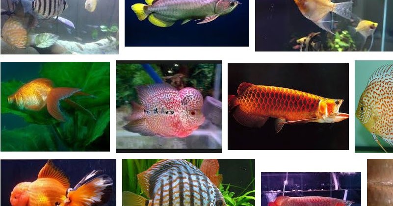 Ciri-Ciri Ikan Sakit atau Stress? Baca Ini