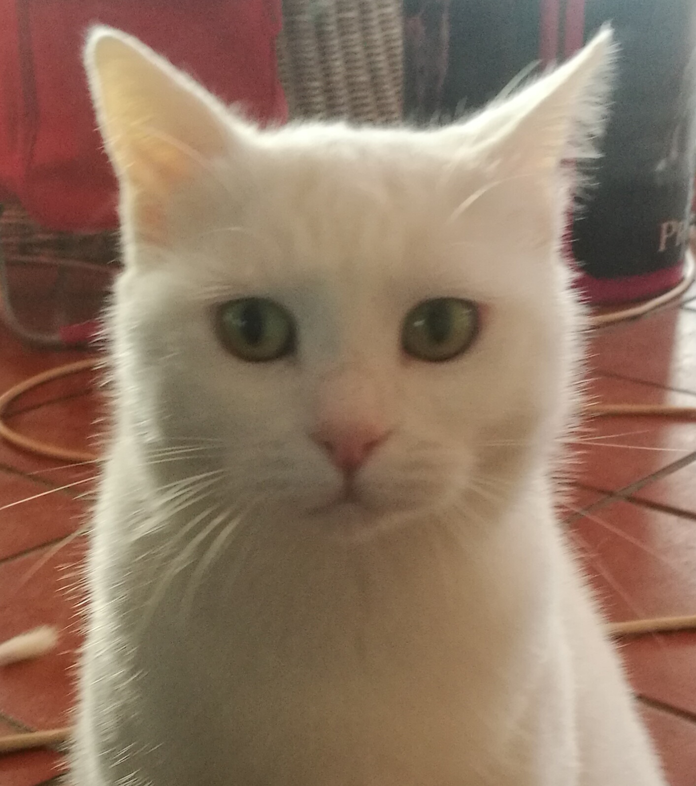 CUOREDICANE: ALICE, GATTINA BIANCA, CERCA CASA E AFFETTO - PROV. ROMA