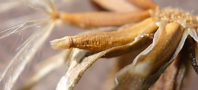 Violets and others: Leontodon Achene Photos