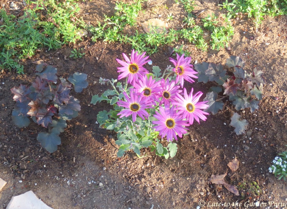 Late to the Garden Party: It's Snowing!
