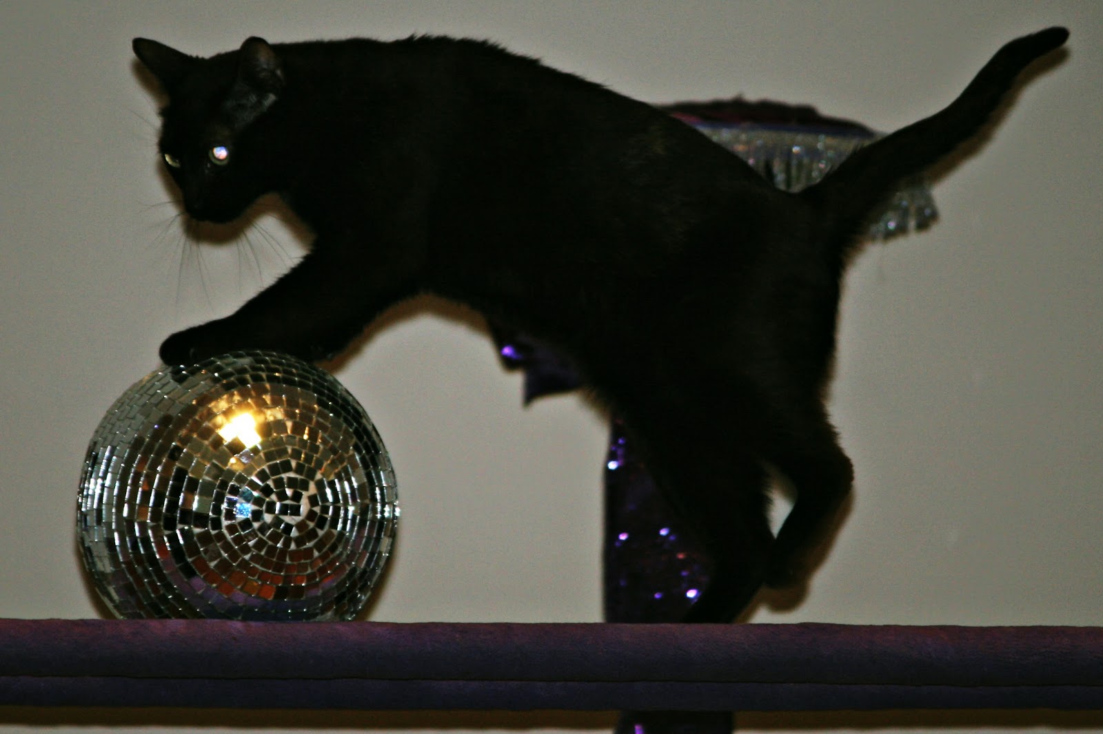 Two Bears Farm and the Three Cubs: The Cat Circus Comes to Roanoke