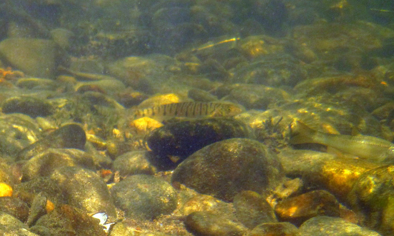 TNACI Field Notes: Logperch, Ashys, and Sunfish, Oh My!