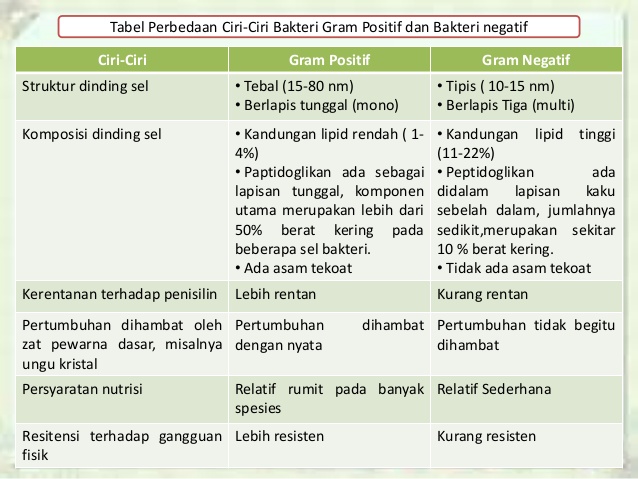 Pengertian Bakteri Gram Positif dan Bakteri Gram Negatif Lengkap Gambar ...