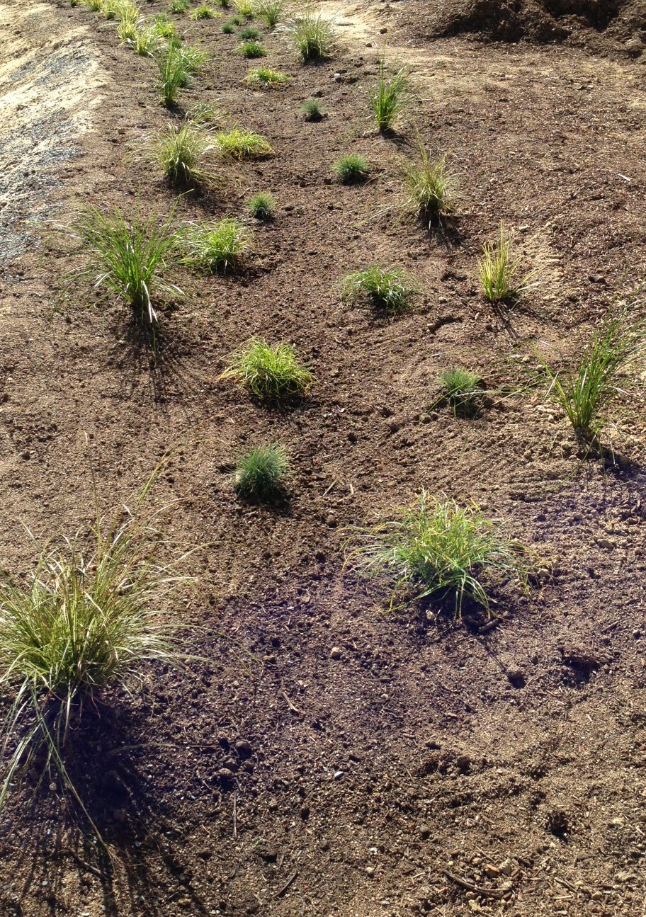 Bioswale, Vegetated Swale, or glorified drainage ditch?