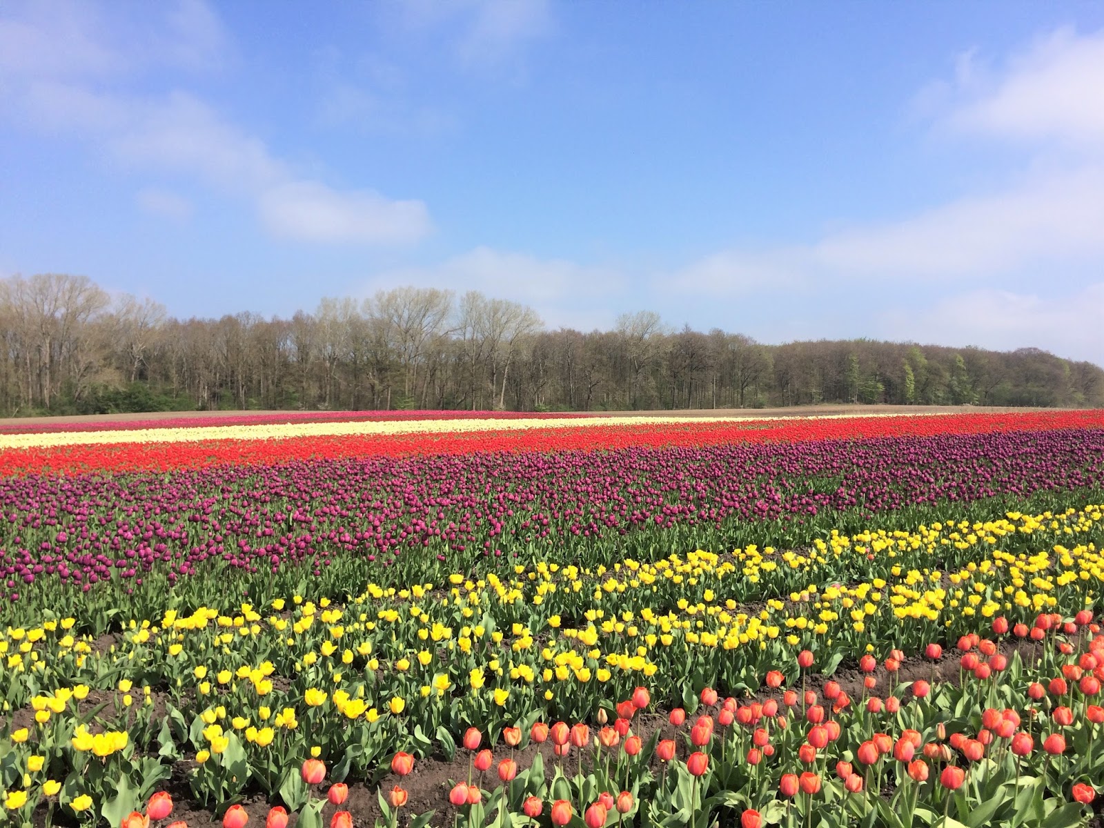 Family FECS: Blooming Tulip Fields in Denmark