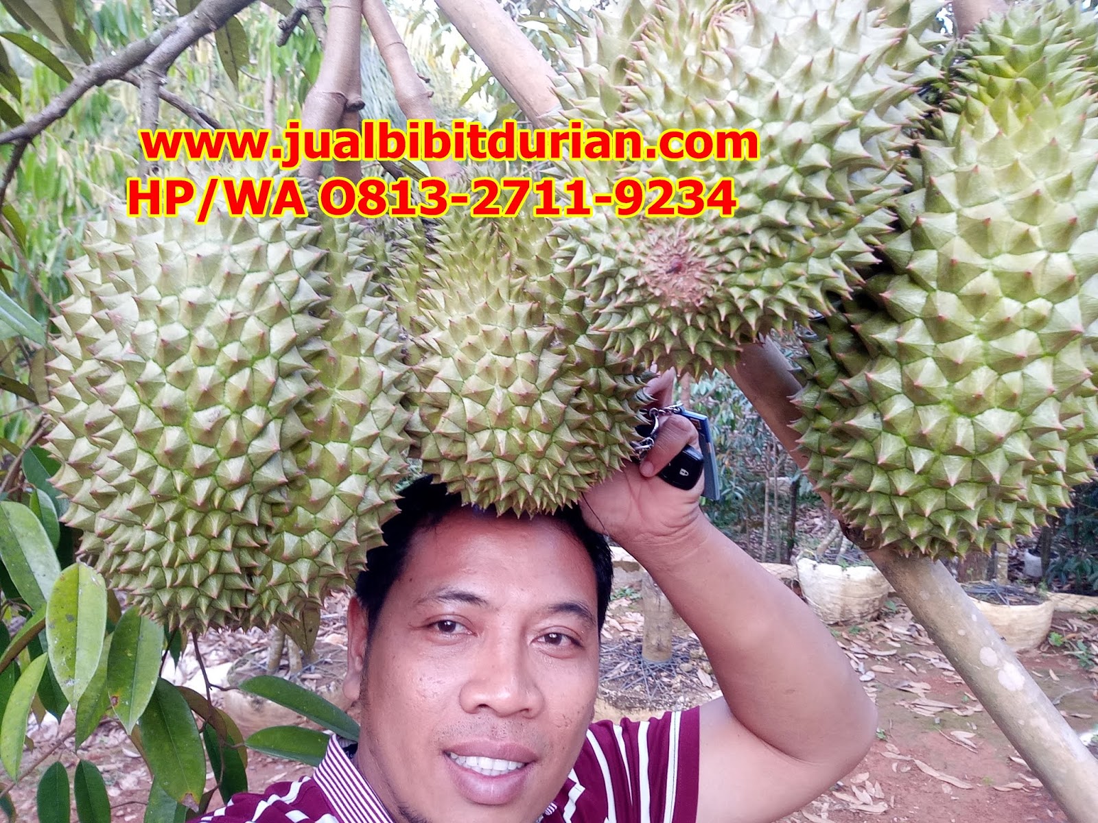 Bibit Durian Bawor, Cara Tanam Durian Bawor, Durian Bawor, Budidaya ...