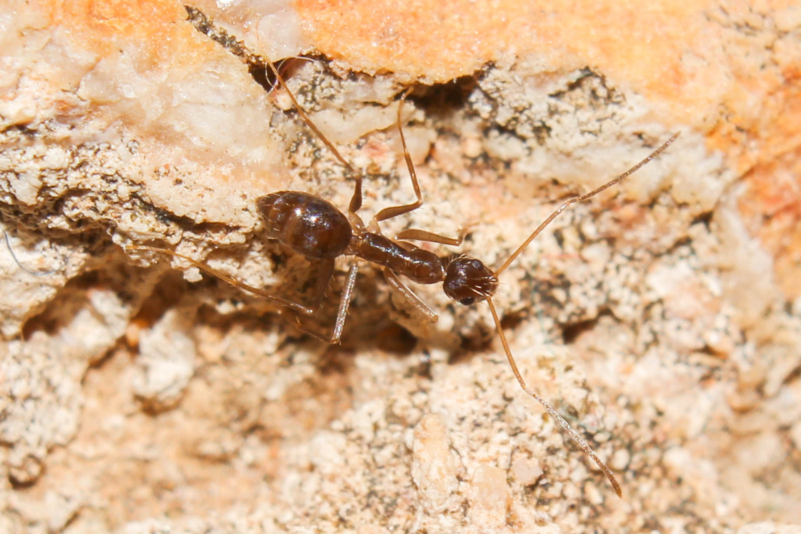 Biodiversity of Cyprus by NGO Protection of the Natural Heritage and ...