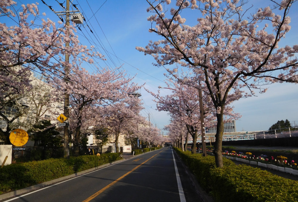 SHOTs rambling Japan: Cherry Blossoms of Sakura-dori Ave. in Urayasu ...