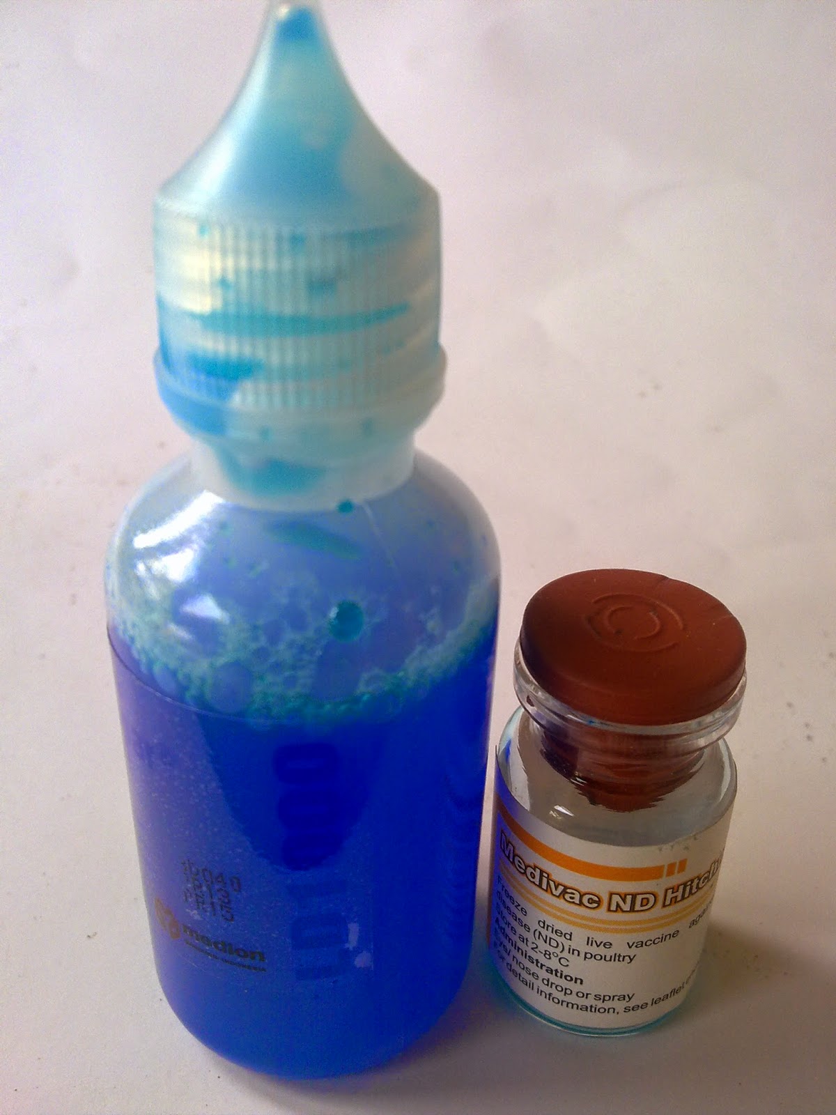 Kelebihan Dan Kekurangan Memelihara DOC AYAM KAMPUNG di dalam Box ~ DOC ...