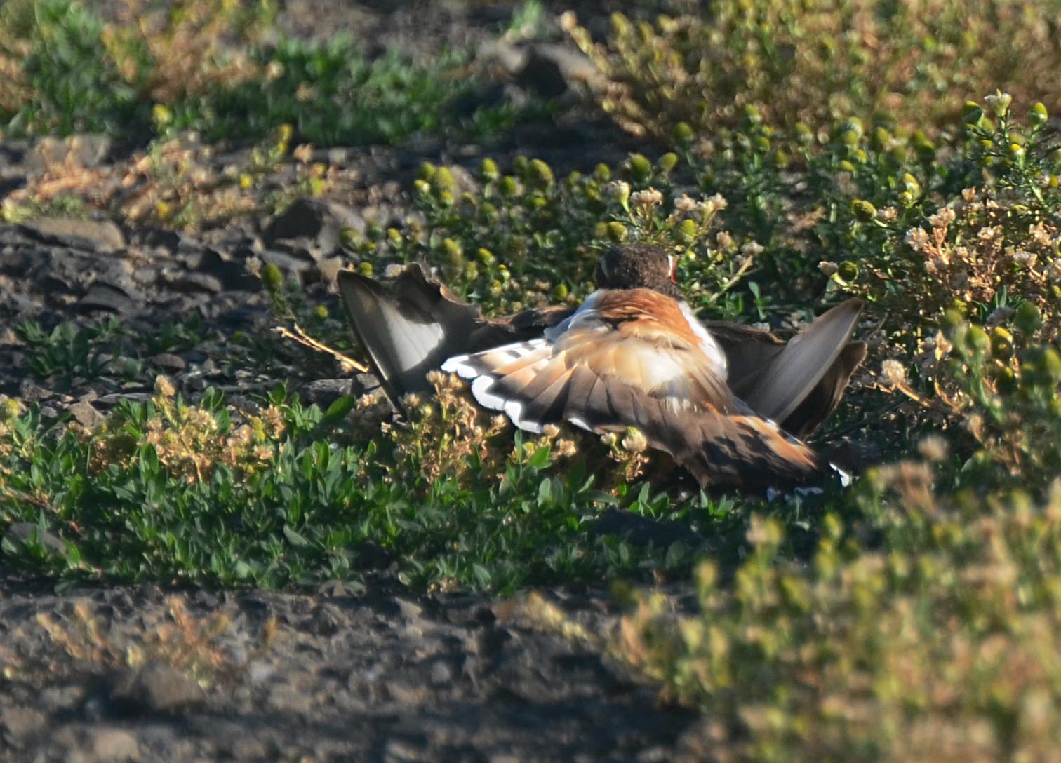 Oregon Backyard Birds, etc.: Fallen and Injured?