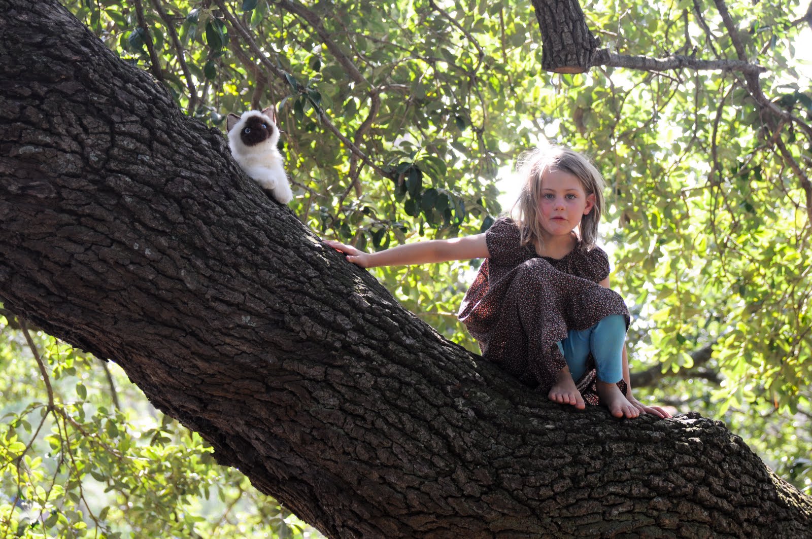 Remarkable Trees of Virginia: The Emancipation Oak