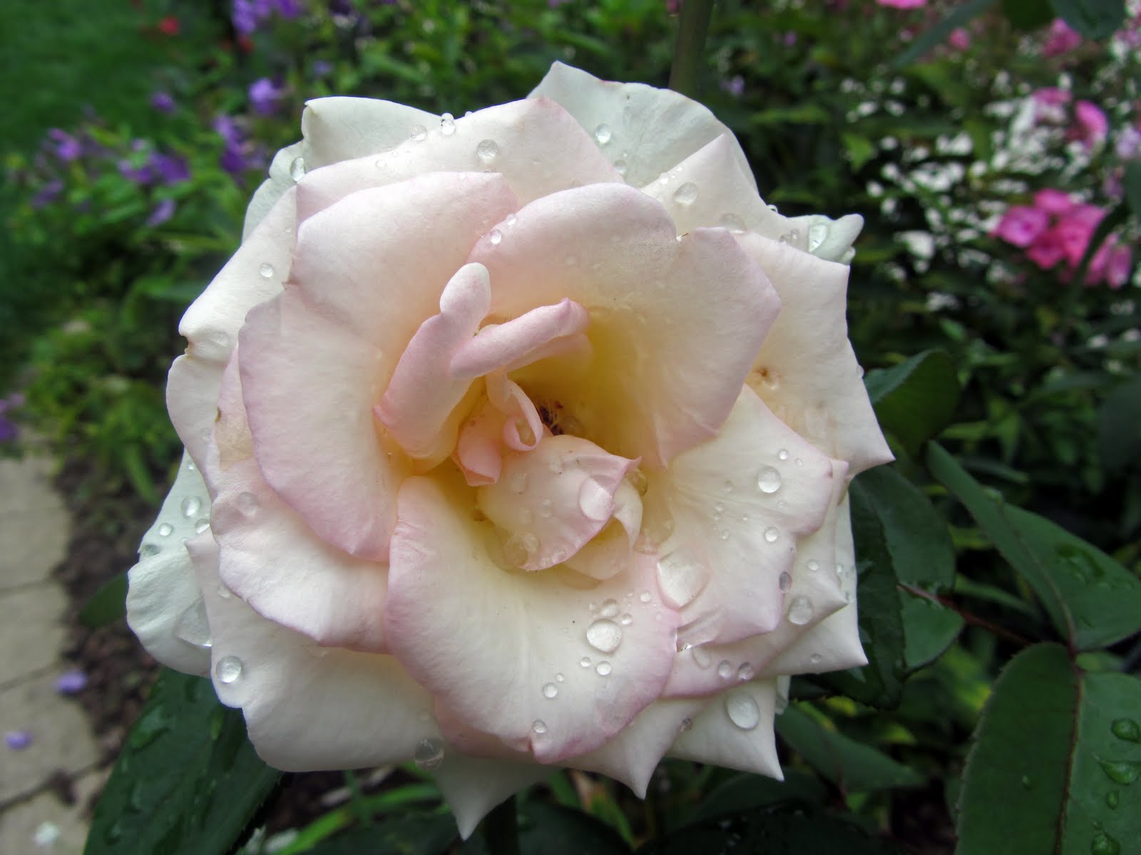 Gatsbys Gardens: A Summer Report Card