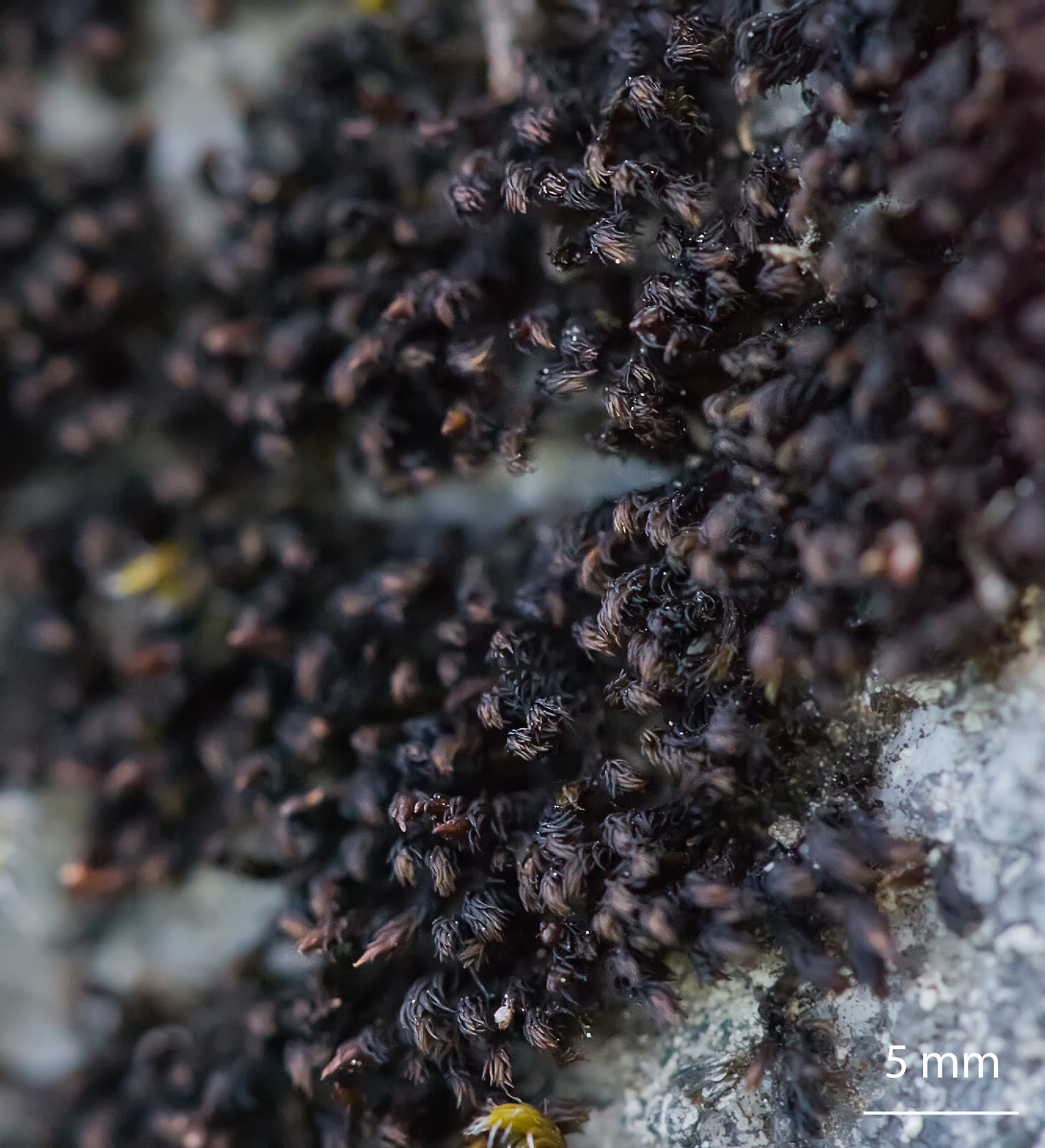 Proyecto Musgo: Andreaea rothii subsp. falcata