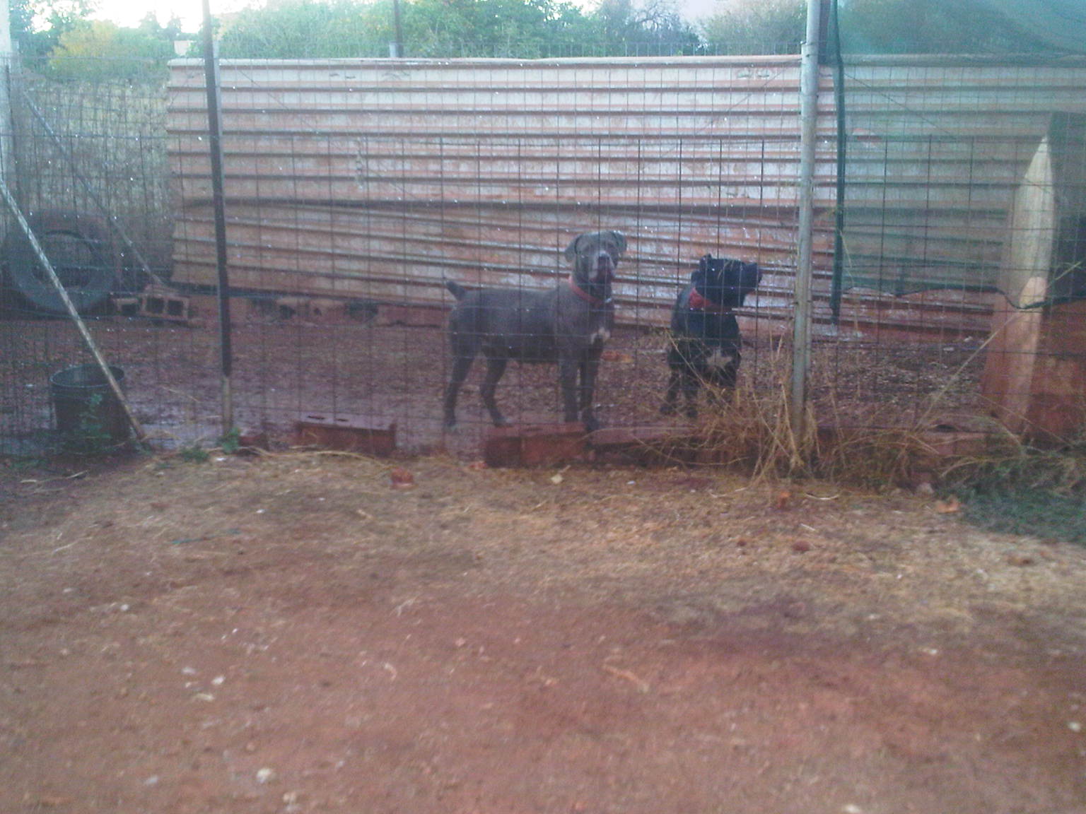 BANDOGFARM REGENCY MASTIFF FROM GREECE