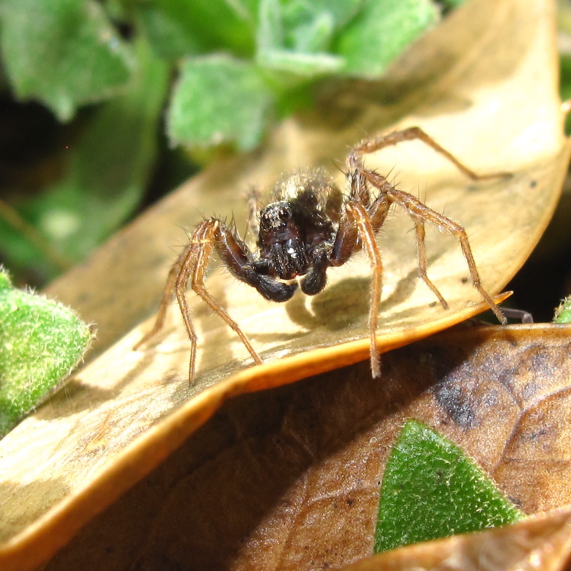 BugBlog: Lycosidae: wolf spiders