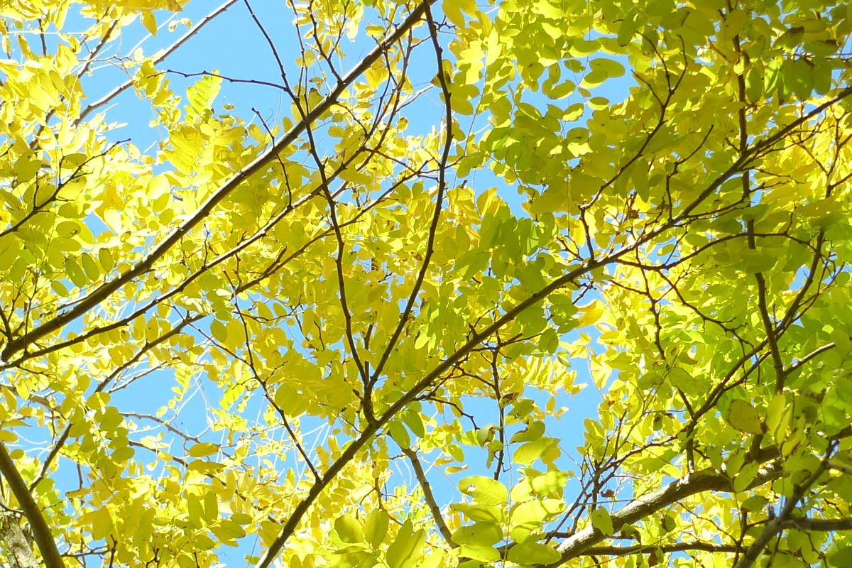 GREY LEMON: Autumn Colors Week - Yellow