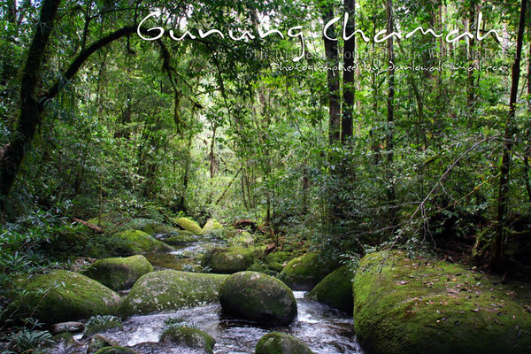 Dan's Den: Gunung Chamah 2,171m