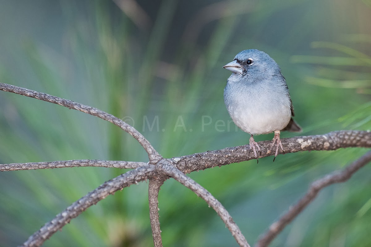 Miguel Angel Peña. Fotos de Naturaleza: Más sobre el pinzón azul de ...