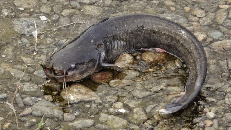 It's Tokyo Style: Catfish and Smallie in Tamagawa river