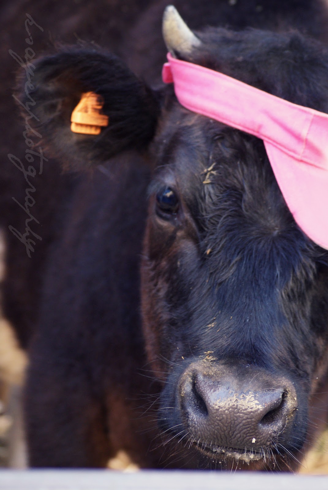 Southern In Law: Wowcow Frozen Yogurt Opens at Burwood