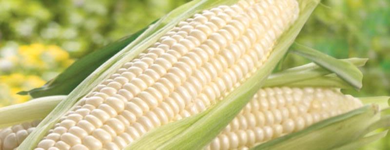 Spencer's Fresh Markets: New Crop Sweet Coachella Valley White Corn!