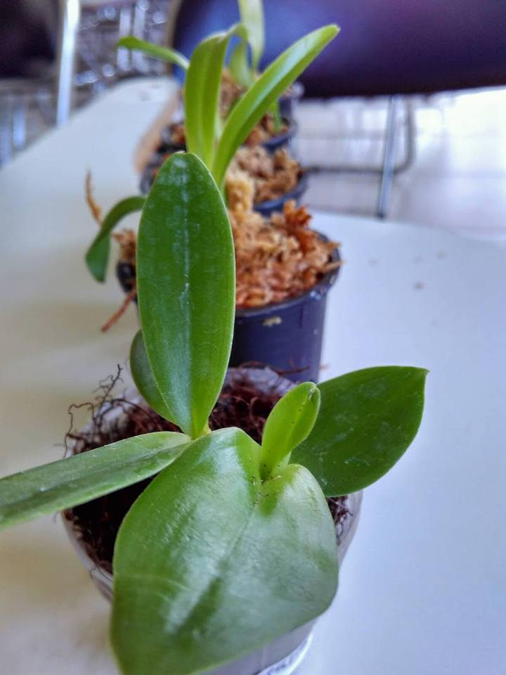 Kuliah Umum "Kultur Jaringan Anggrek secara Sederhana"