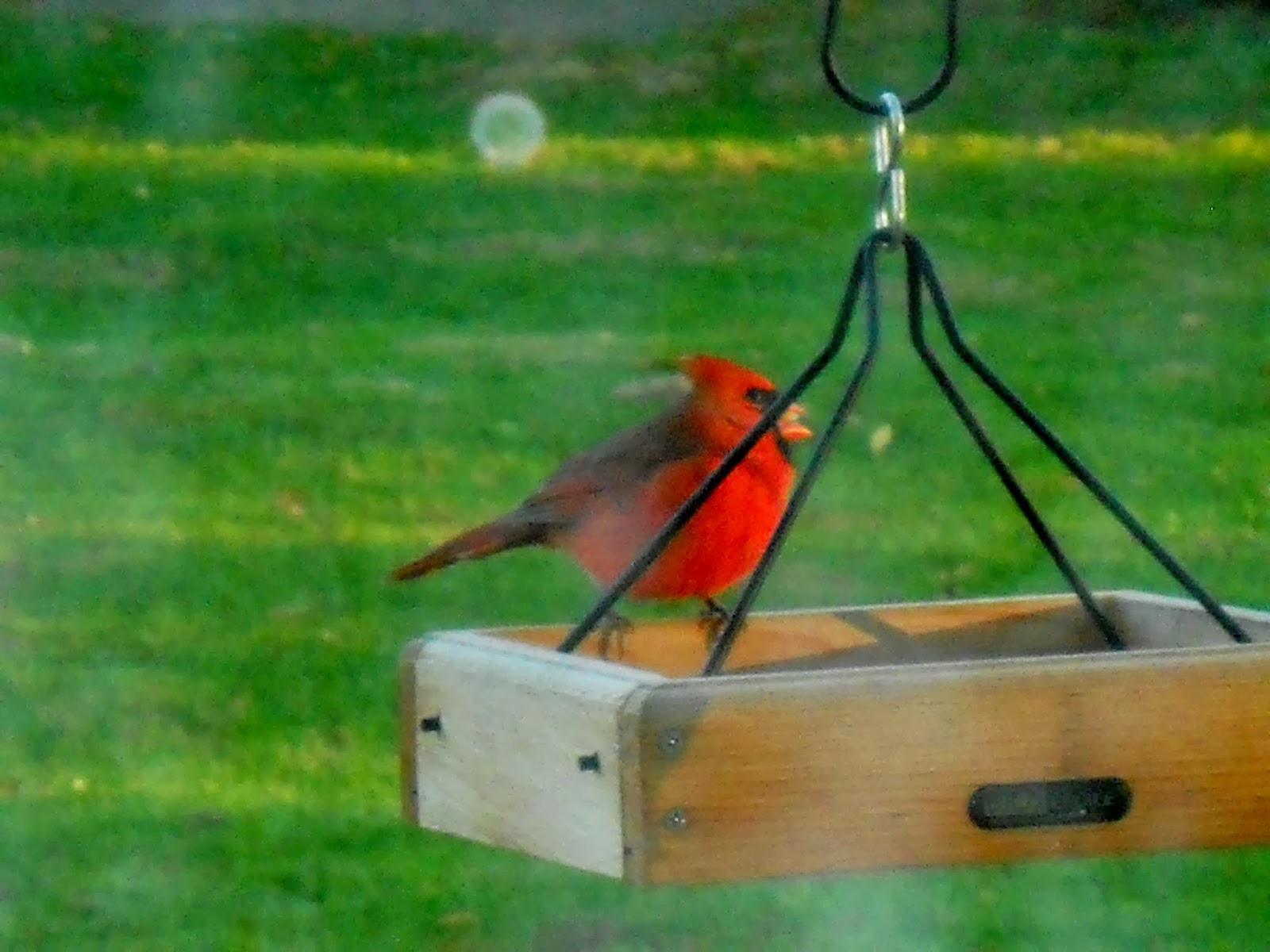 How to Build a Cardinal Bird House - Birds Of The Wild