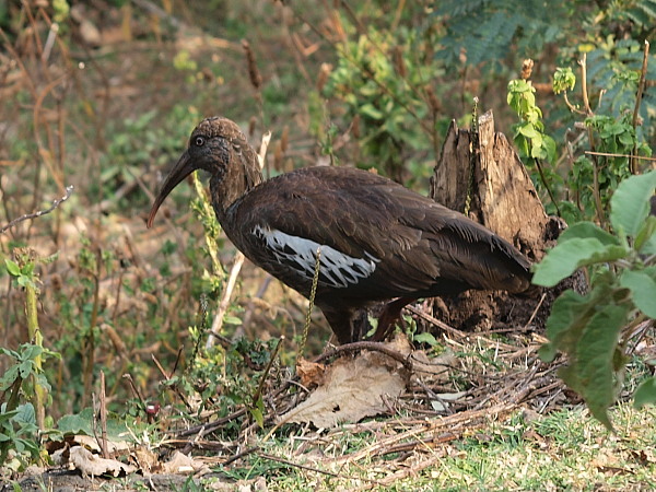 birding never sleeps: ETHIOPIA 15 February 2011: Wondo Genet