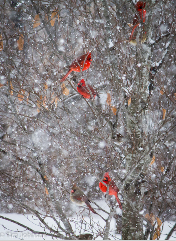 25 Beautiful Red Cardinals Birds Pictures | North American Species |Web ...