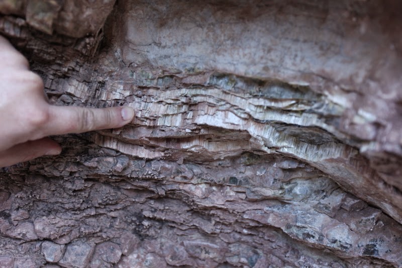 Folded banded iron formation with shale interbeds, exposed in a ...