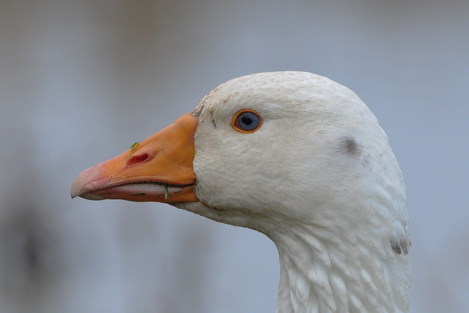 Phil Hasell's nature : Feral goose
