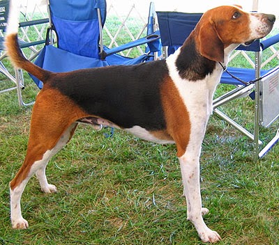 Foxhound americano o American Foxhound