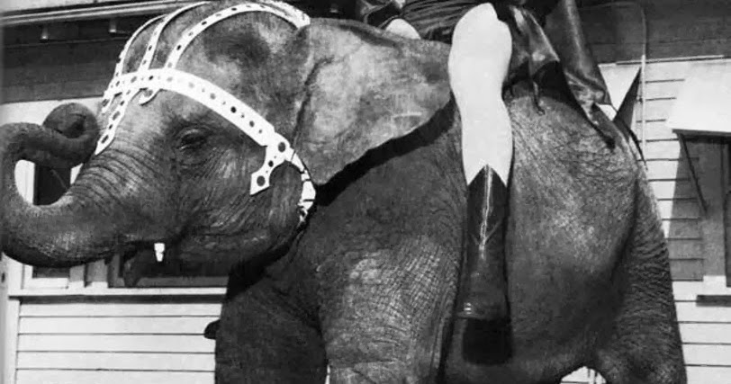 Batman riding a small elephant, 1967 ~ vintage everyday