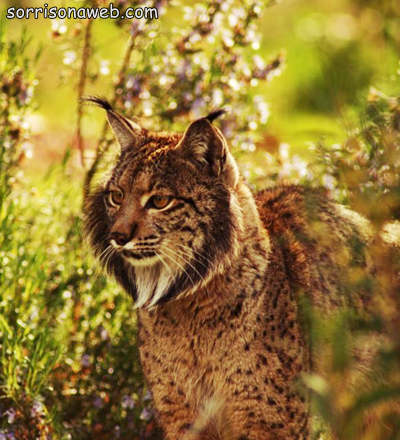 Lince, um felino curioso
