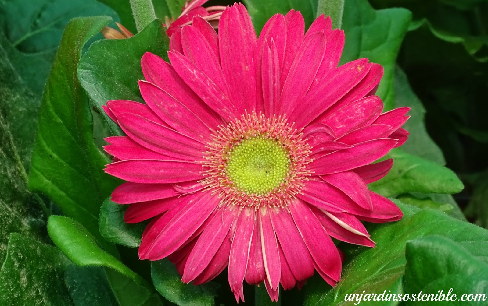 Gerbera Jamesonii (Margarita africana)