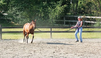 StandardbredGal: From Foal To Goal