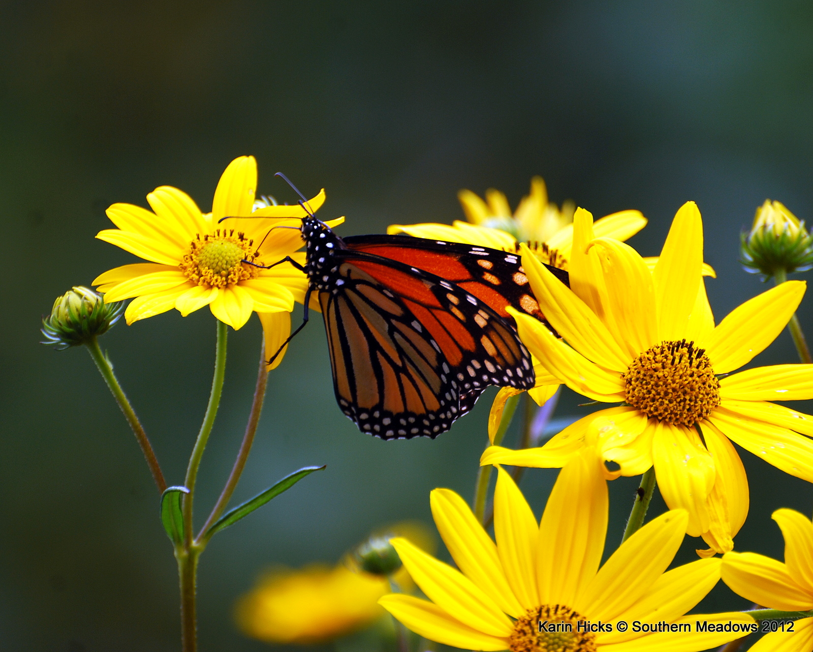 OE & Monarch Conservation