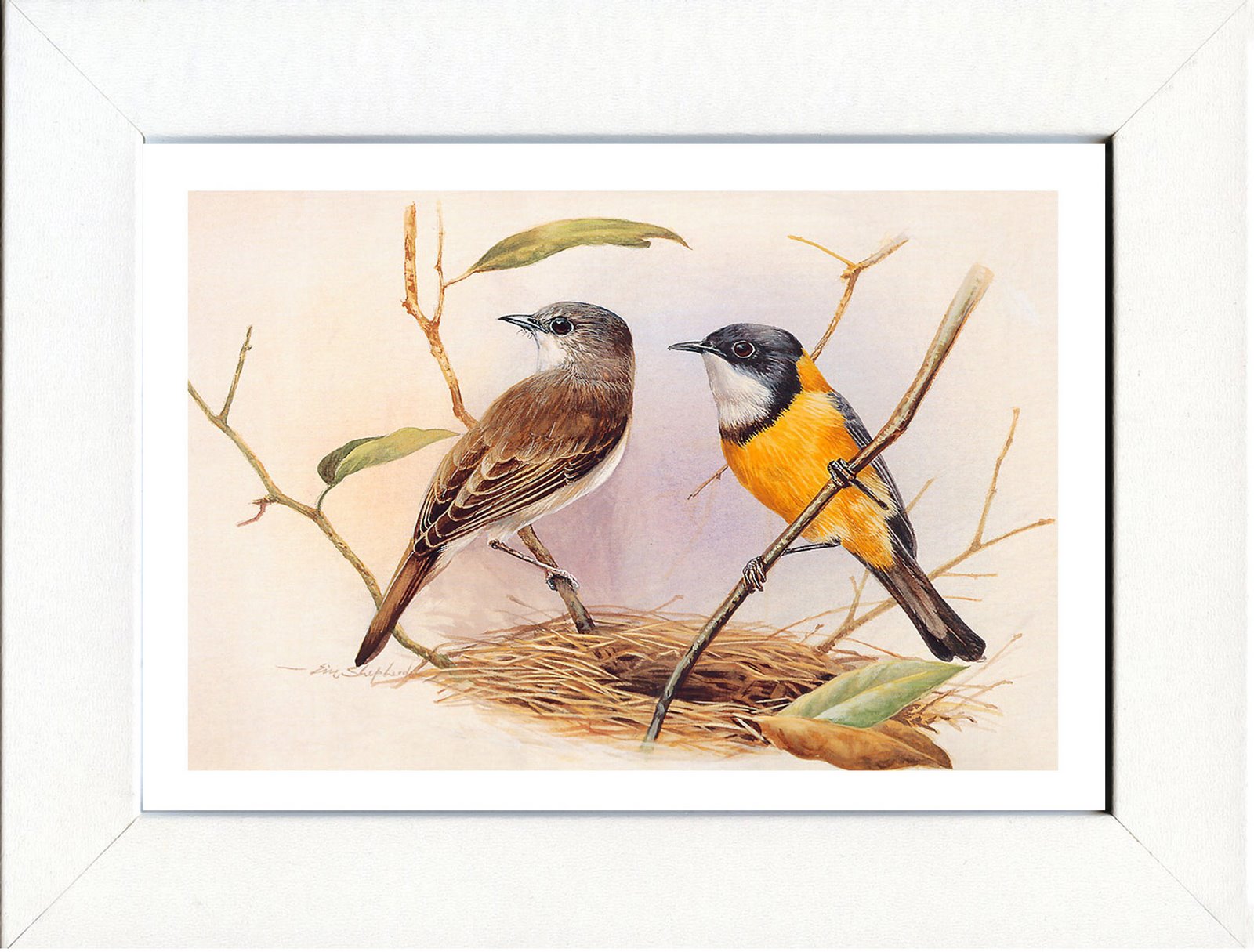 jjjewel.resimlerim: KUŞ VE DOĞA TEMALI RESİMLER