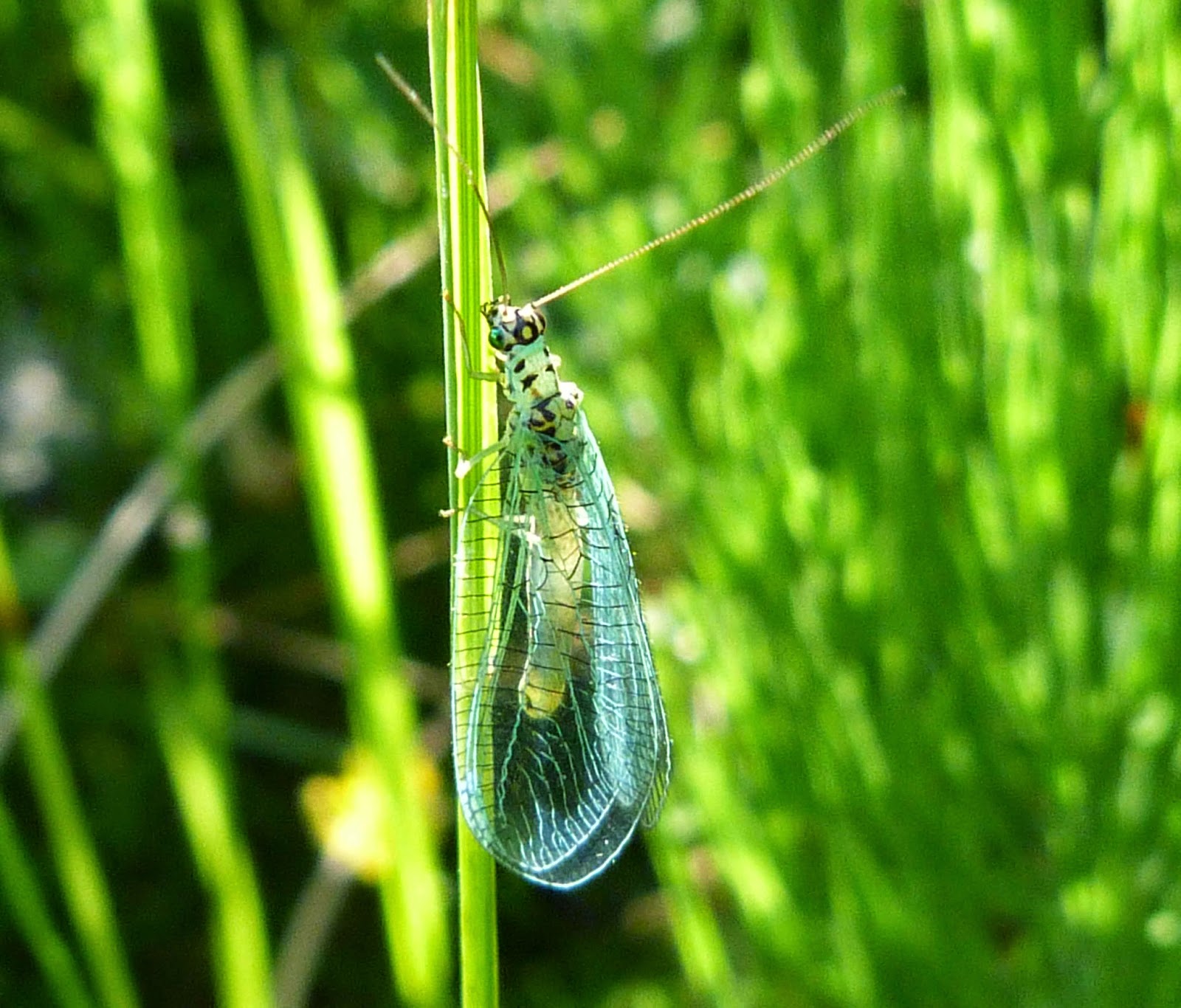 Insects of Scotland: Lacewings/Scorpion Flies