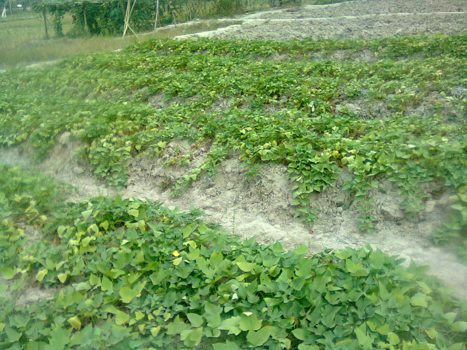 Penanaman Ubi Jalar (Mantang) Dengan Bibit Vegetatif Supaya Buahnya ...