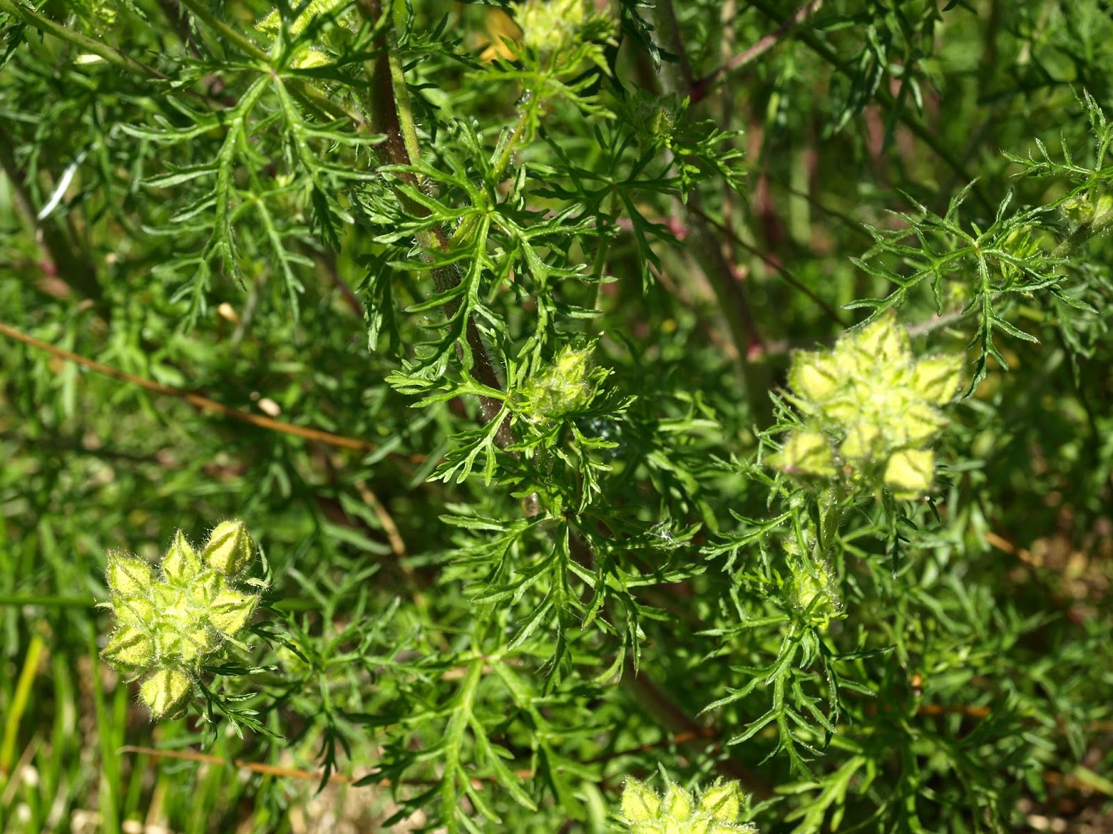 Raw Edible Plants: ﻿Musk mallow (Malva moschata)