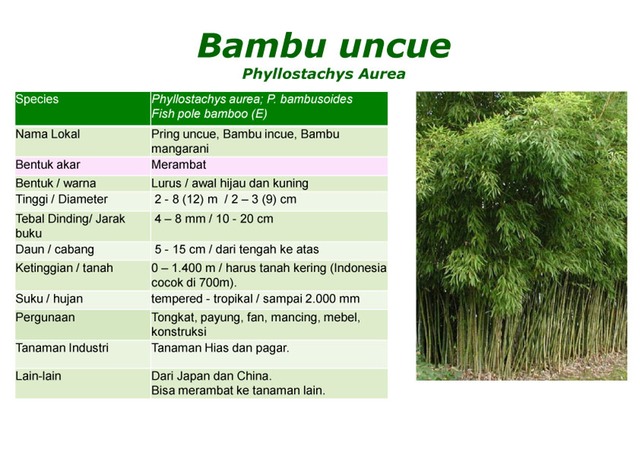Jenis dan ciri tumbuhan Bambu serta Manfaatnya - Jenisajatitik